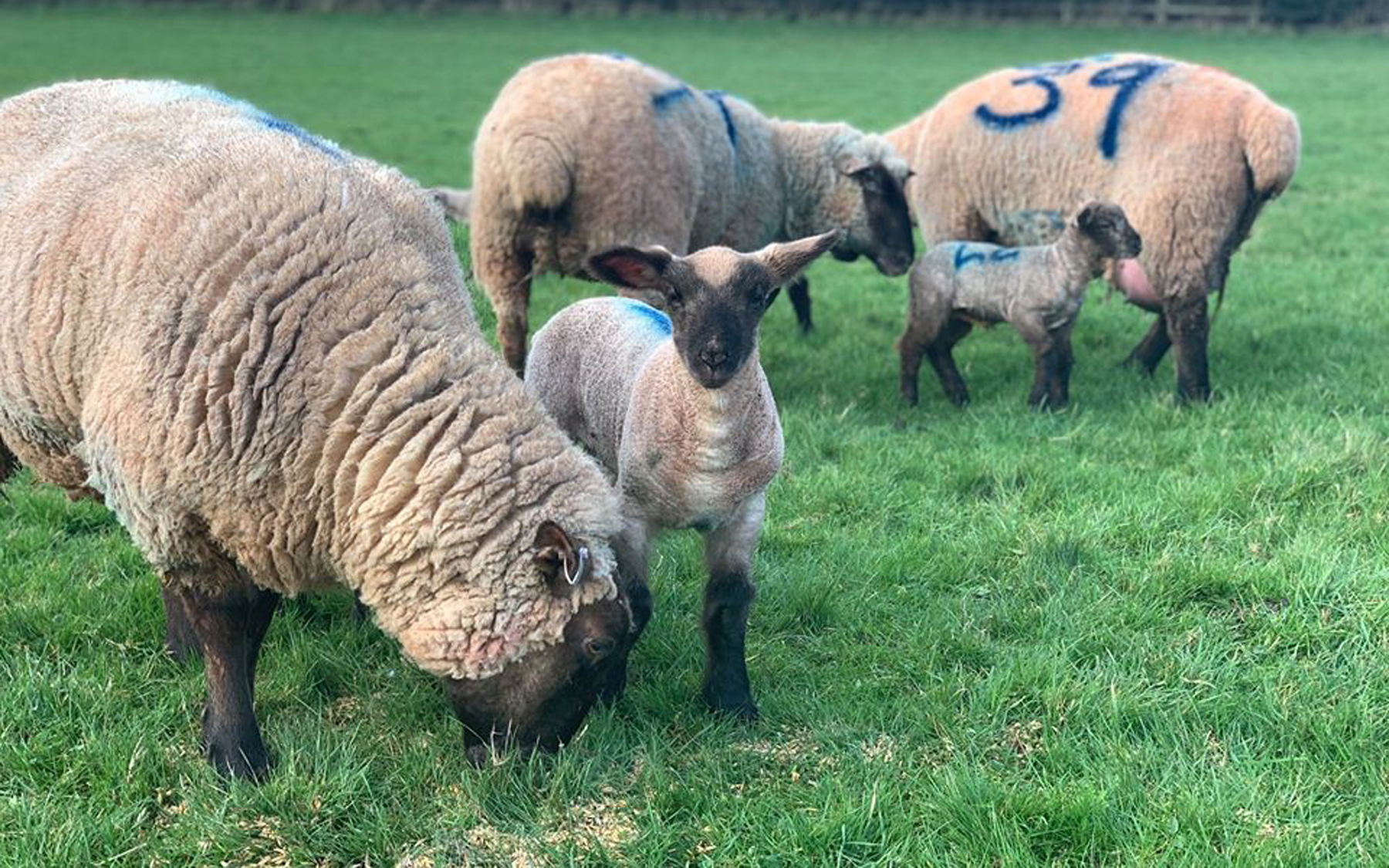 Sheep Attack at Maidencombe – Torbay Coast & Countryside Trust