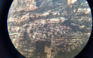 Berry Head Nature Reserve & Cafe – Torbay Coast & Countryside Trust