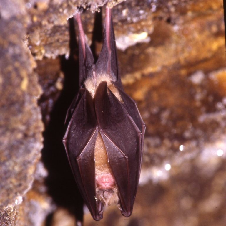 Berry Head – Torbay Coast & Countryside Trust