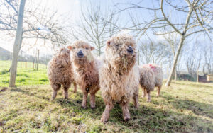 Occombe Farm - Farm Attraction Devon – Torbay Coast & Countryside Trust