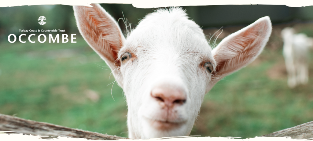 Occombe Farm - Farm Attraction Devon – Torbay Coast & Countryside Trust