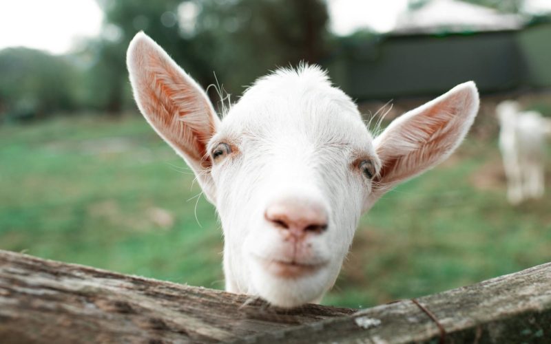 Torbay Coast & Countryside Trust - Things To Do - Days Out English Riviera