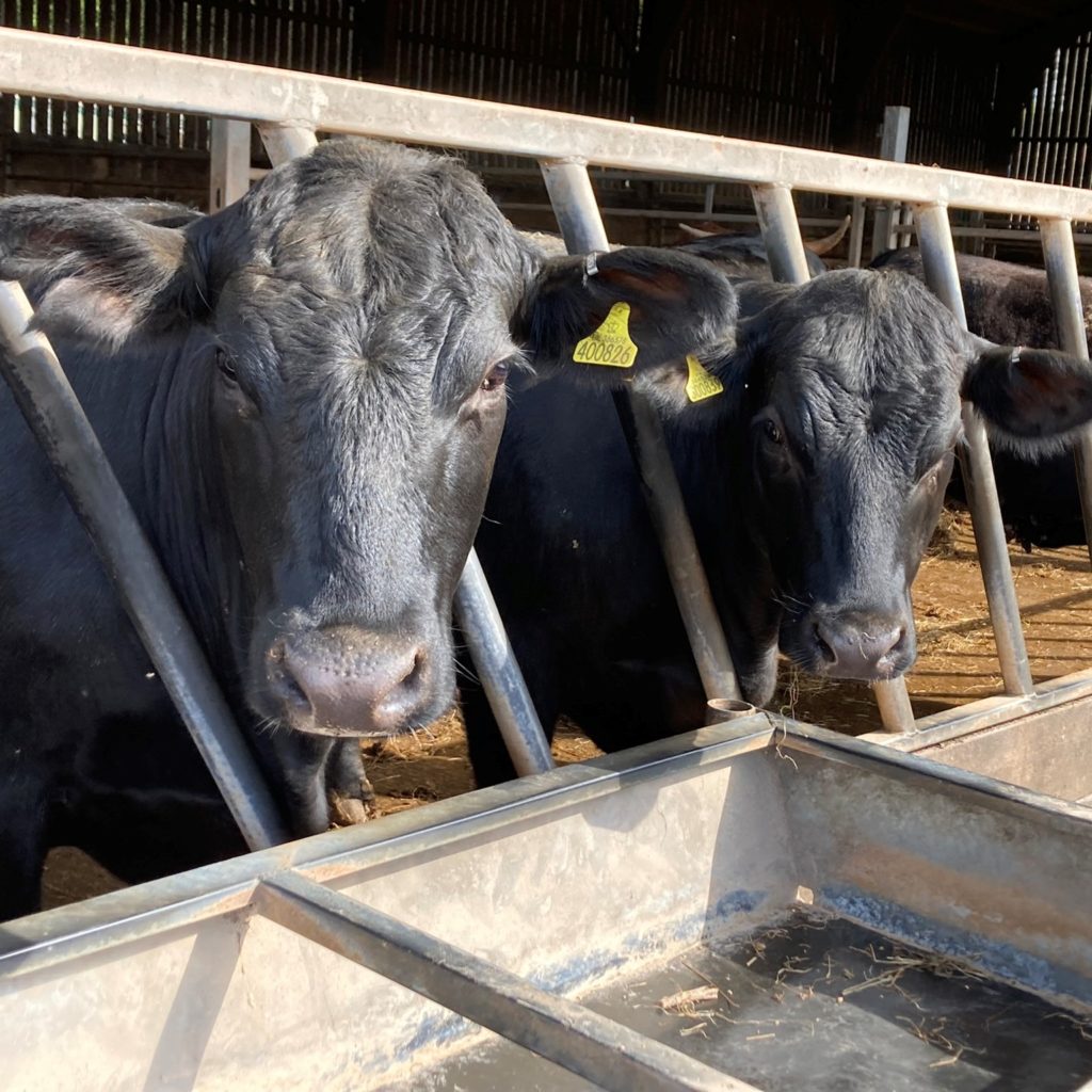 Discover Our Farm – Torbay Coast & Countryside Trust – November 12, 2022