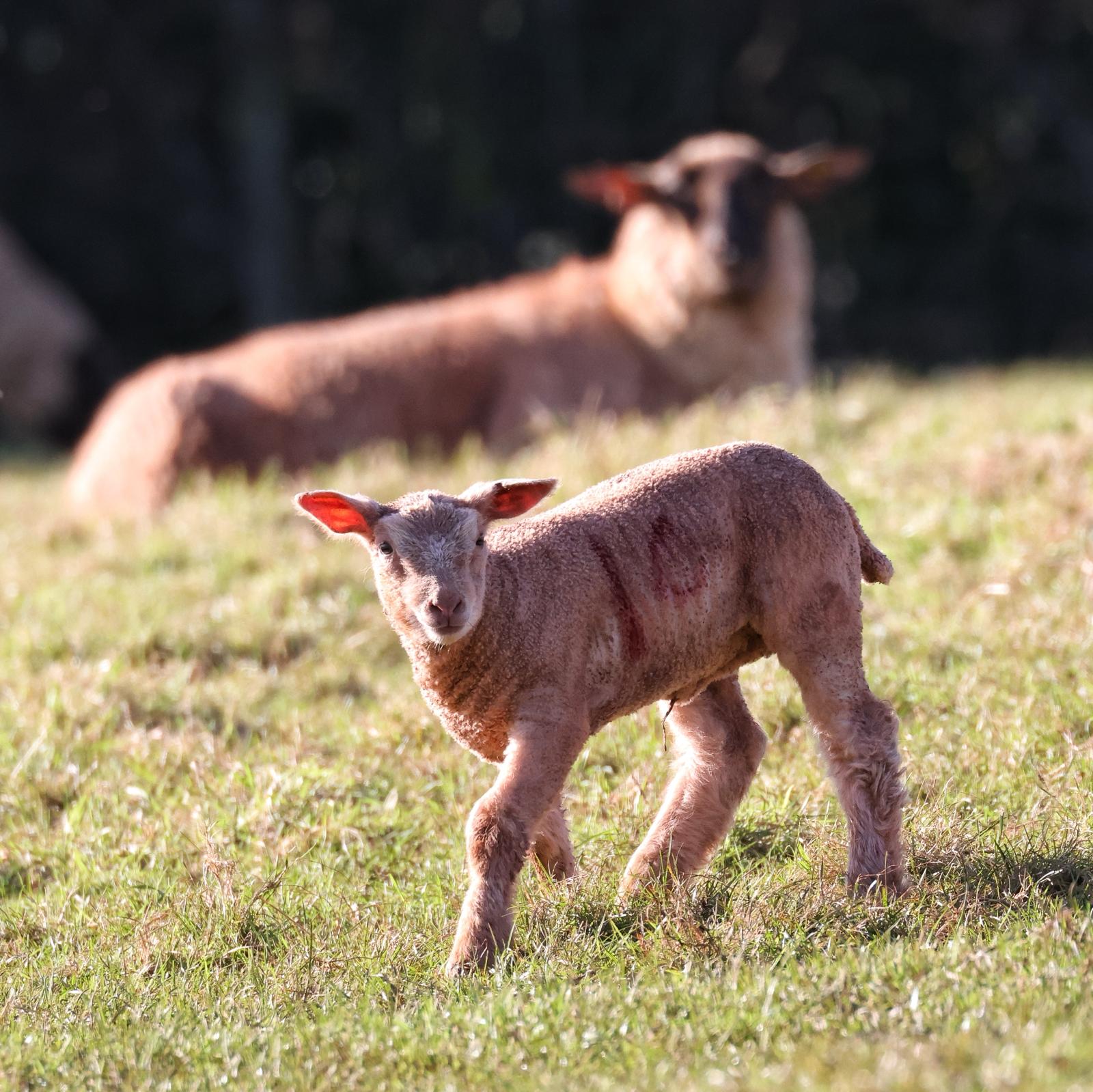 Welcoming Spring: Preparing for lambs at Occombe – Torbay Coast ...