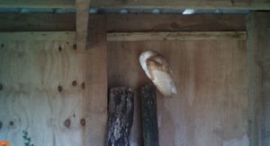 Our Local Barn Owl called Barbara! – Torbay Coast & Countryside Trust